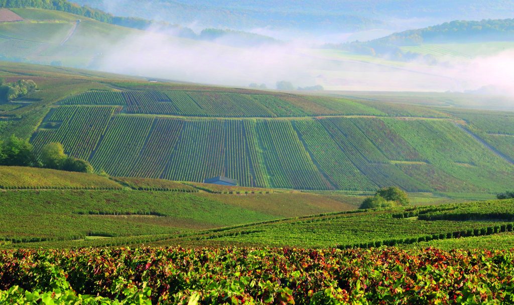 Vineyard Tour - The Champagne Guide